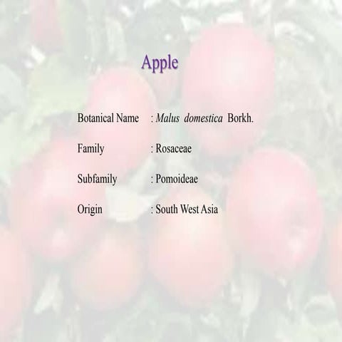 Apple_1.pptx