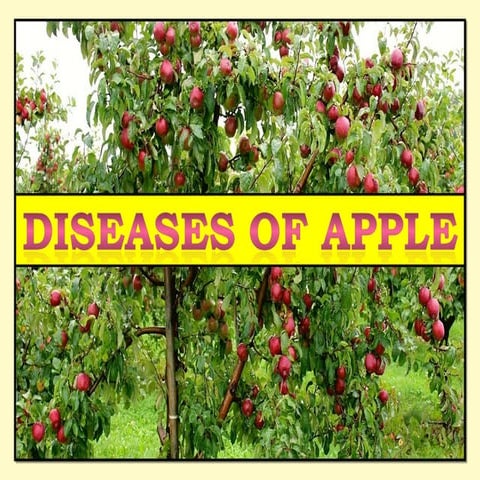 apple cultivation and disease notes .ppt