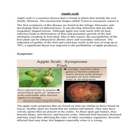 apple scab.pdfpple scab is the most common disease of apple | PDF