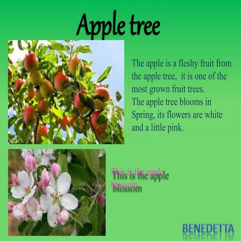 Apple tree | PPT