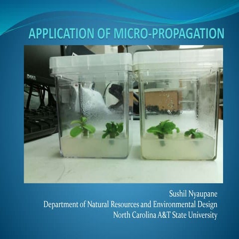Application of plant tissue culture/ micro-propagation | PPTX