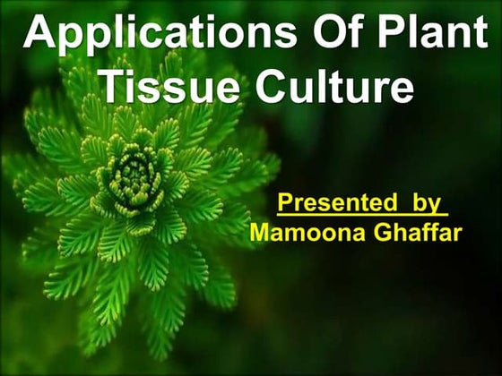 Exploring the Use of AI in Plant Breeding | PPT