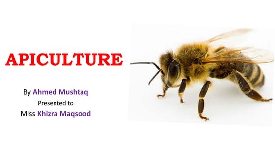 Apiculture | PPTX | Beekeeping | Hobbies & Interests