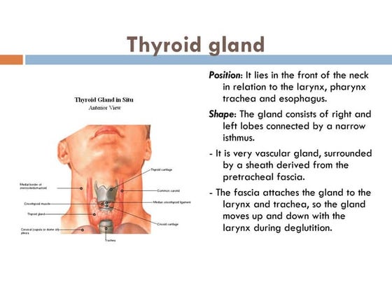 Thyroid Anatomy Ppt Causes And Types Of Thyroid Cancer Dr. Vijay