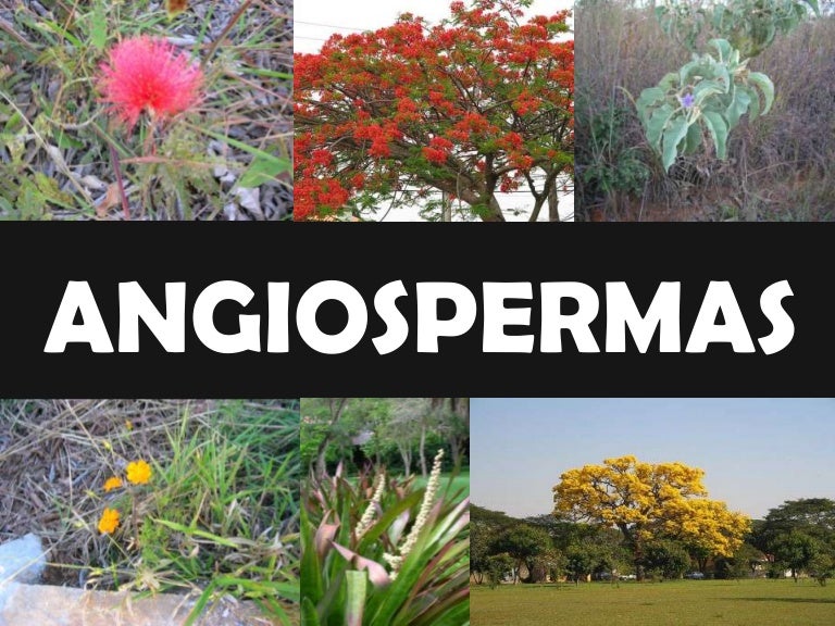 Plantas Angiospermas - Por Jéssica B.