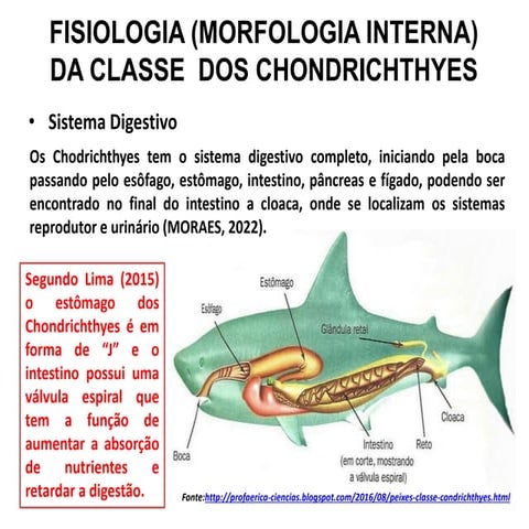 Sistema fisiológico dos chondrichthyes | PPTX