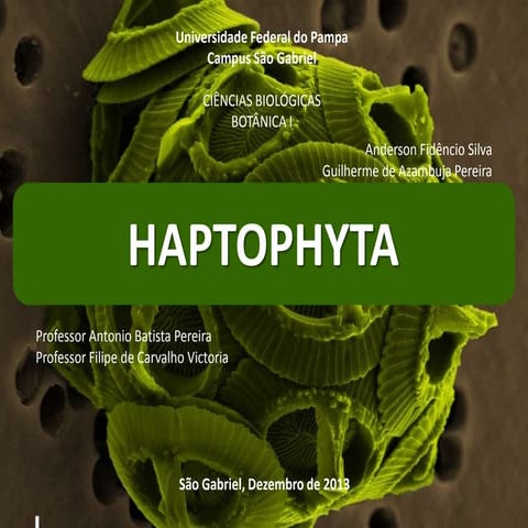 FILO HAPTOPHYTA | PPTX