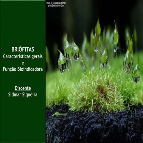Briófitas - Características gerais e Função bioindicadora | PPT