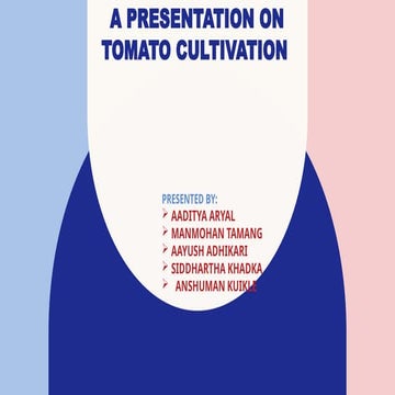 A presentation on tomato cultivation.pptx