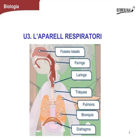 Aparat Respiratori | PPT
