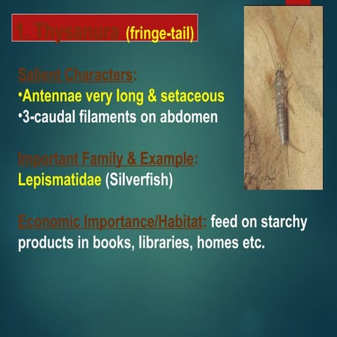 Apterygota, wingless insects, Ametabola.ppt
