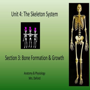 Skeletal System Bone Formation Intramembranous Joints Development Of