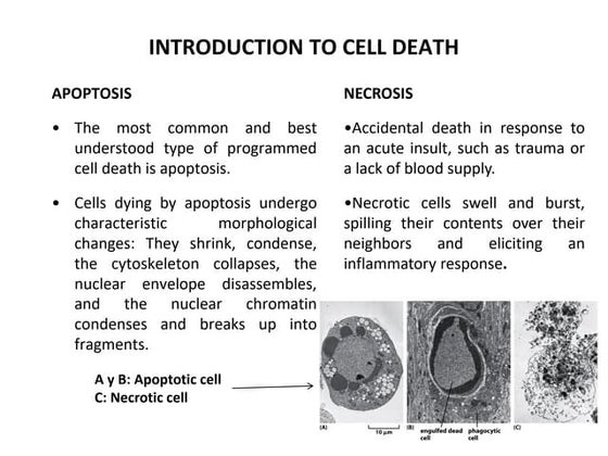 APOPTOSIS.pptx