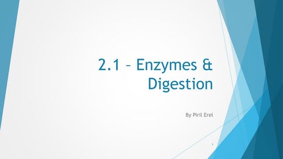 GCSE Biology Enzymes in digestion | PPT