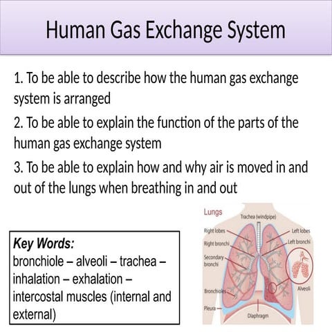 Gas exchange | PPTX
