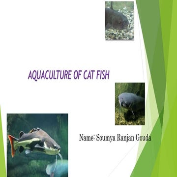 Aquaculture of catfish ppt.pptx