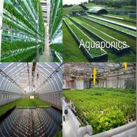 Aquaponics (environmental science) | PPTX