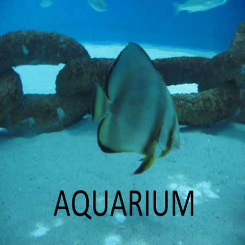 Aquarium | PPT