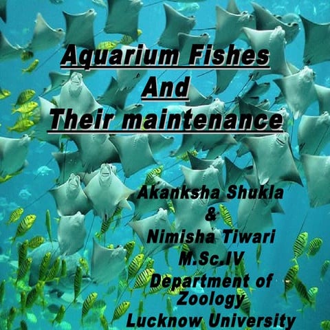Aquarium fishes ppt | PPT