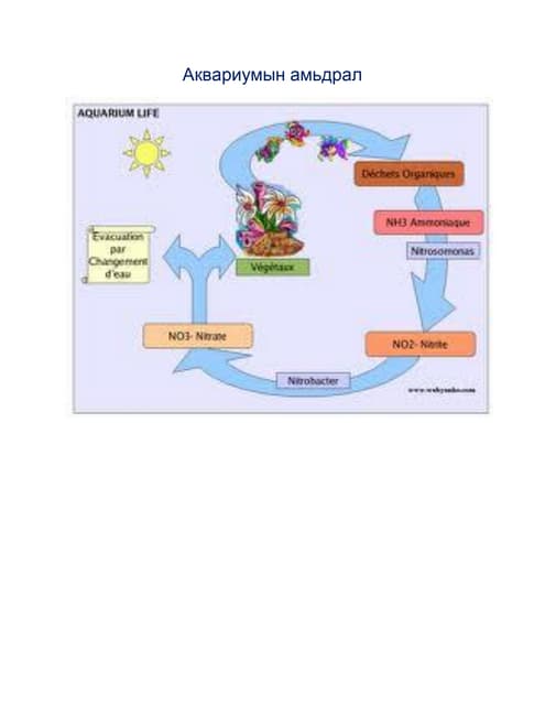 Bulchin uugantuya | PPTX