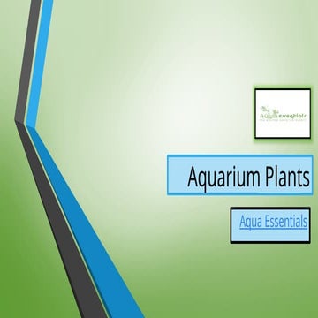 Aqua Essentials - Aquarium Plants | The Home of The Planted Aquarium | PPTX