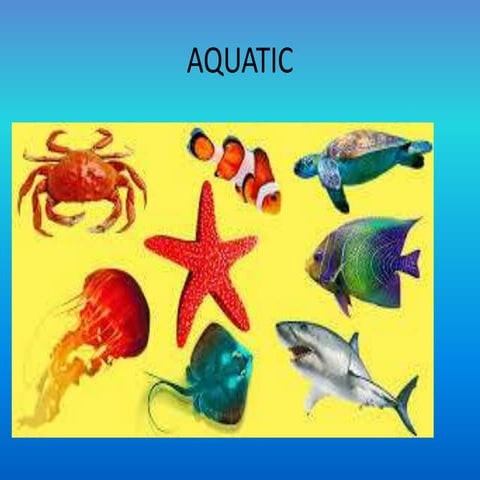 Aquatic Animals | PPT
