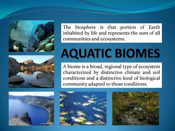 Similarities and Differences between Aquatic and Terrestrial ecosystems ...