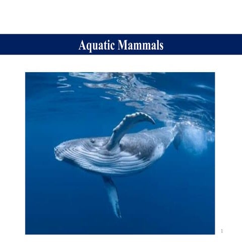 Aquatic mammals.pdf..................... | PDF