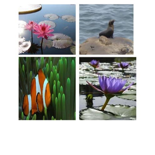 Aquatic plants | PDF