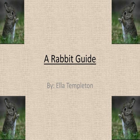 A rabbit guide | PPTX