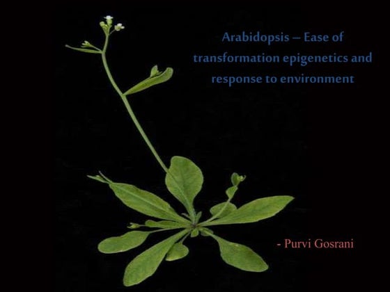 Arabidopsis thaliana genome project | PPT