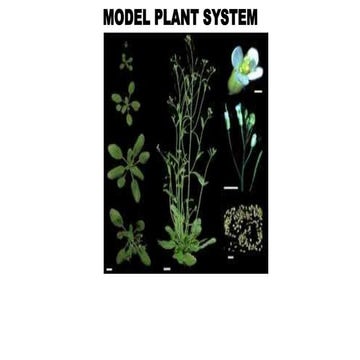 Arabidopsis-as-model-plant-system-final.pptx
