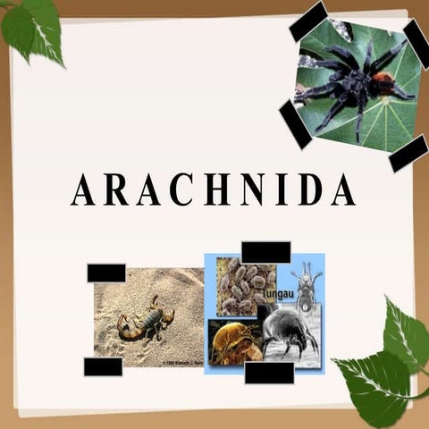 Arachnida dan latihan soal | PPTX