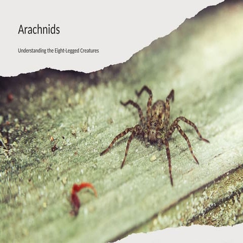 ARACHNIDS POWERPOINT__PRESENTATION.PPTXS | PPTX