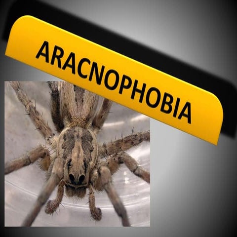 Aracnophobia | PPTX