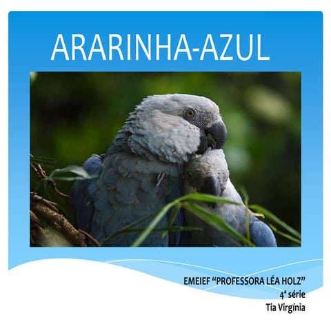 Ararinha azul | PPSX