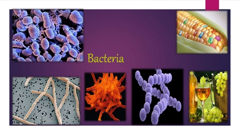 Industrially Important Microorganisms