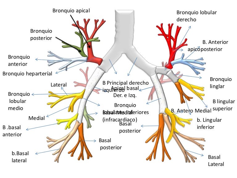 Arbol bronquial
