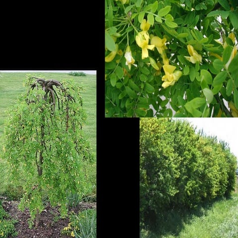 Arbuste caduque | PPT