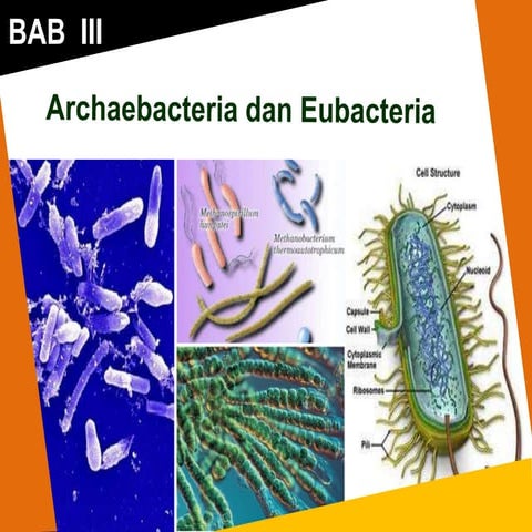 Perbedaan Archaebacteria dan Eubacteria.pptx