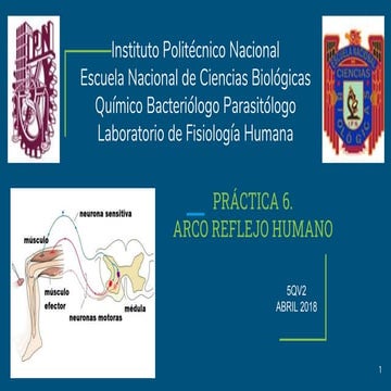 Arco reflejo humano | PPTX