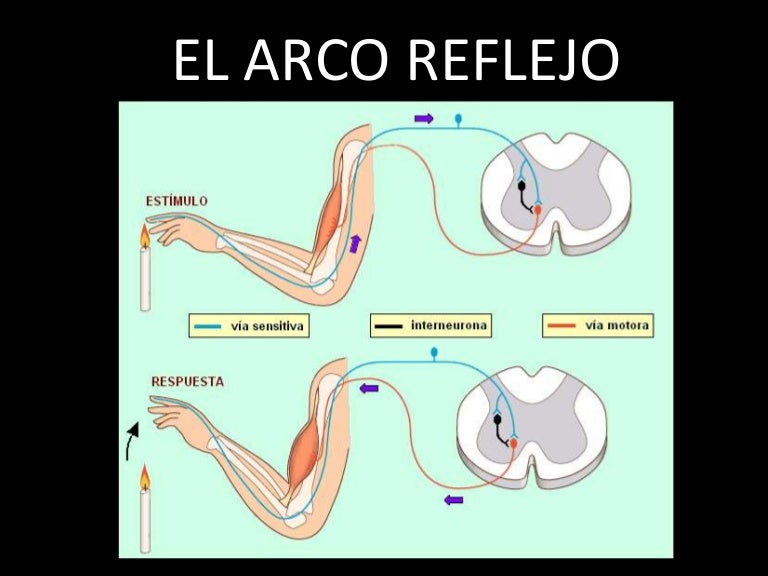 Esquema Del Arco Reflejo - slingo