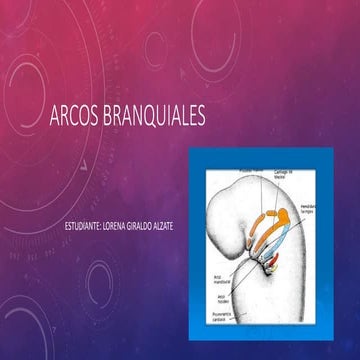 Arcos branquiales | PPT