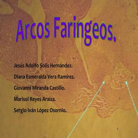 Arcos, Hendiduras Y Bolsas FaríNgeas | PPT