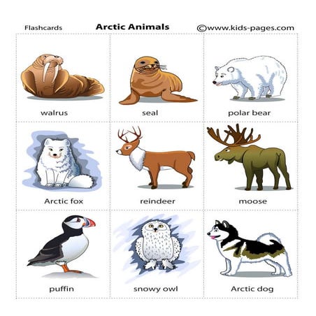 Arctic animals | PDF
