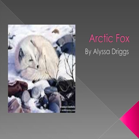 Arctic fox | PPT