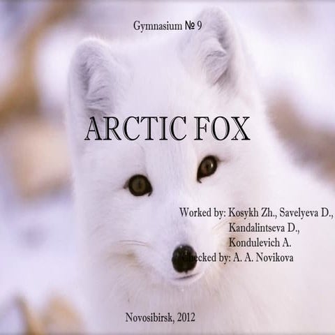 Arctic fox | PPT