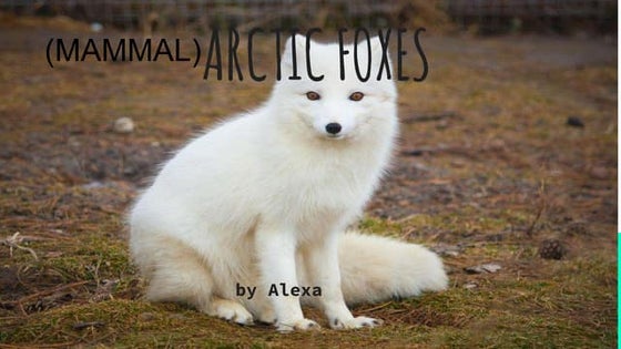 #10 arctic fox | PPT