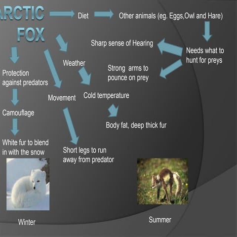 Arctic fox | PPT