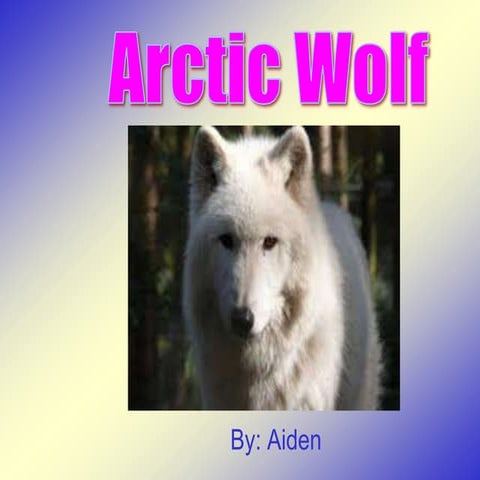 Arctic wolf by aiden | PPTX